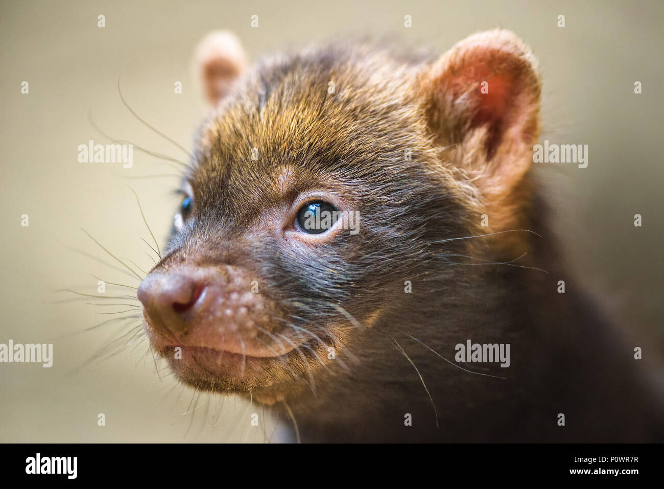 Bush dog hi-res stock photography and images - Alamy