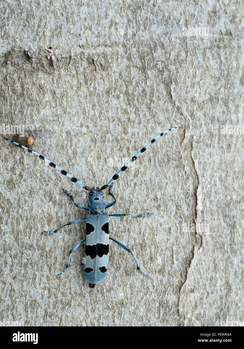 Female Alpine longhorn beetle (Rosalia alpina, Cerambycidae) on a beech ...