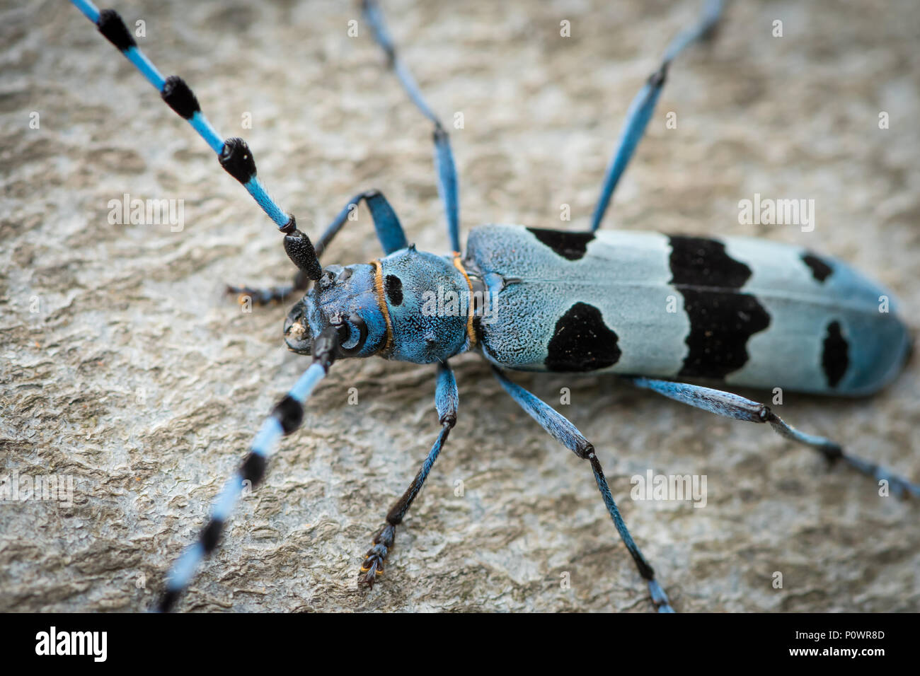 Female Alpine longhorn beetle (Rosalia alpina, Cerambycidae) on a beech ...