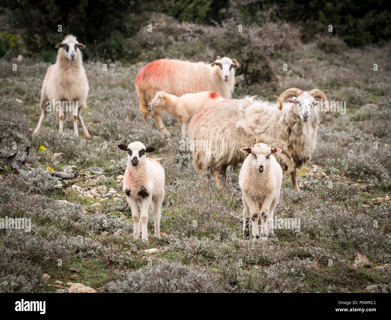 Croatia cres lamb hi-res stock photography and images - Alamy