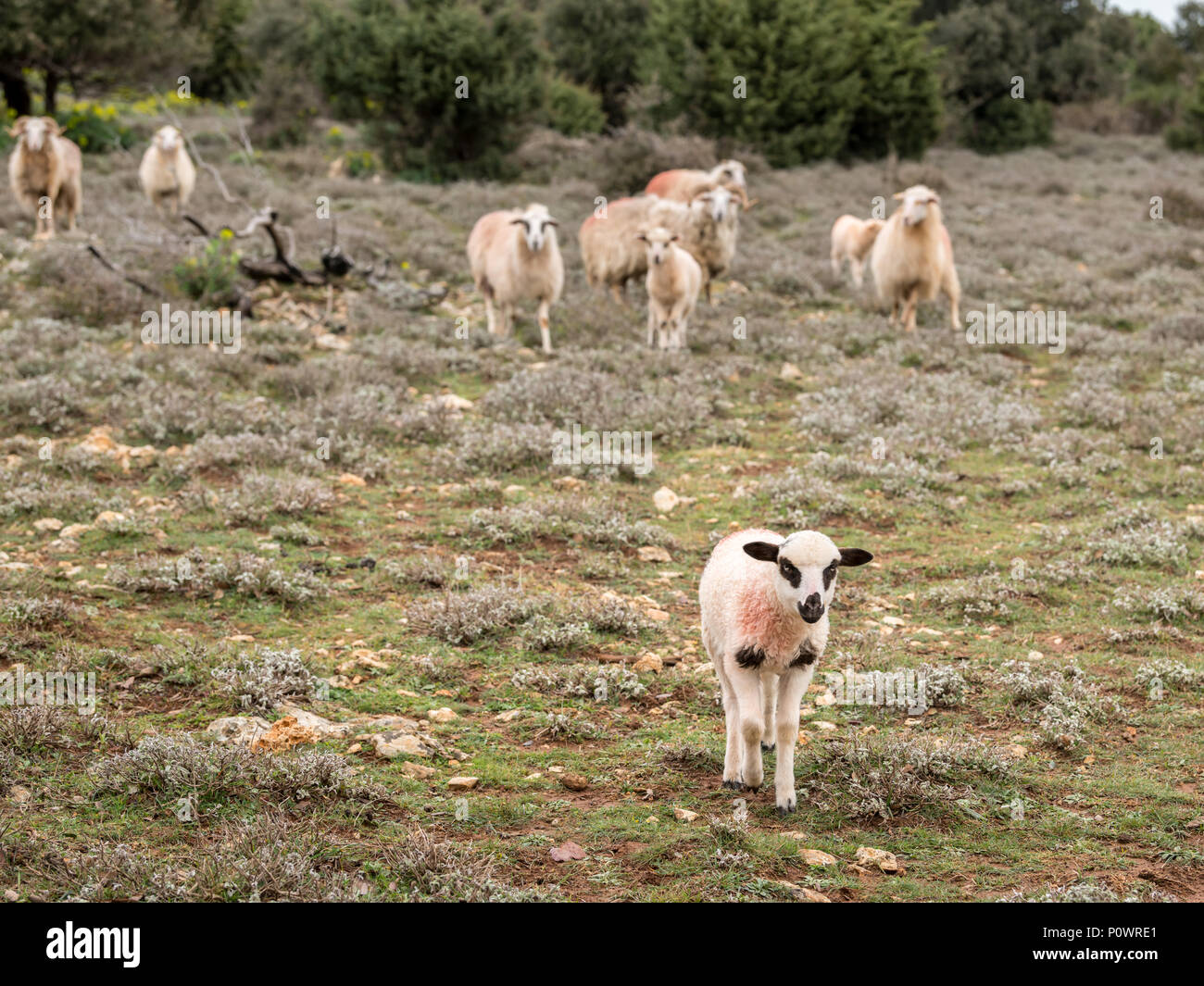 Croatia cres lamb hi-res stock photography and images - Alamy