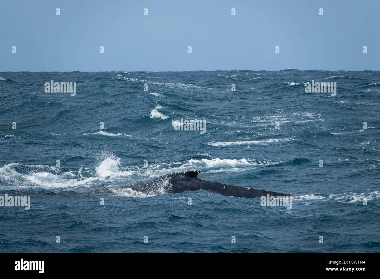 Northern fin whale hi-res stock photography and images - Alamy