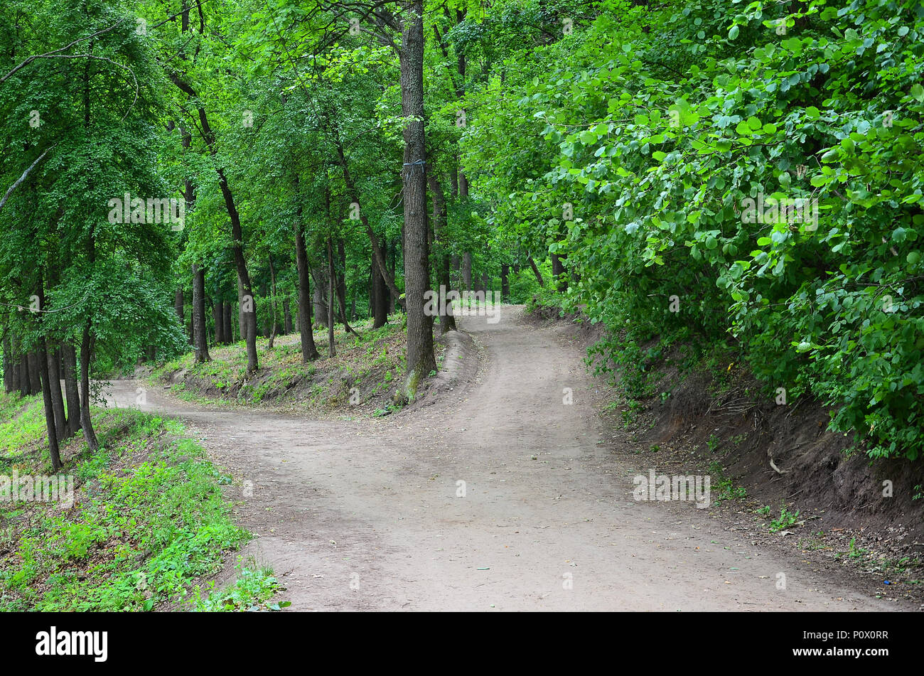 Two paths fork forest hi-res stock photography and images - Alamy