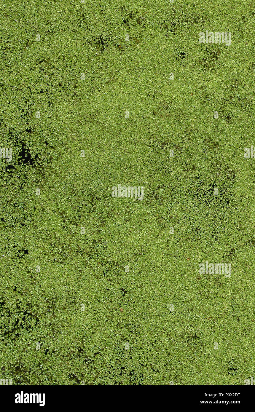 Texture of swamp water dotted with green duckweed and marsh vegetation ...