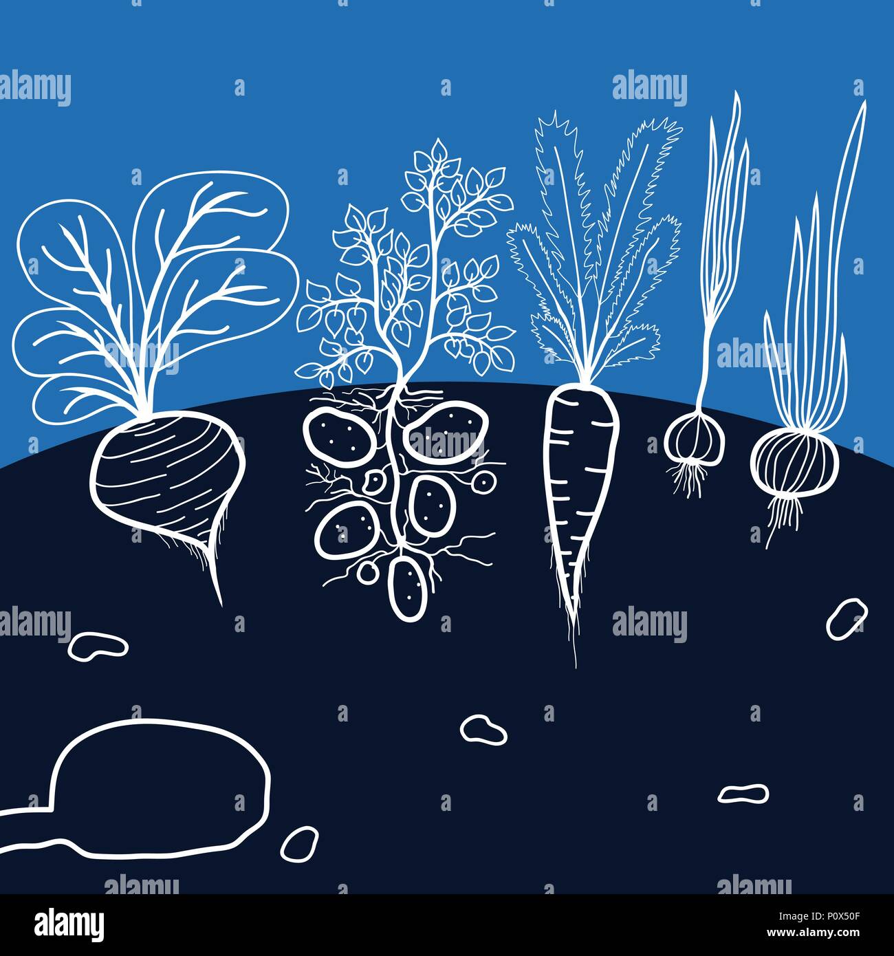 Illustration with Growing Vegetables - Potato, Carrot, Garlic, Beetroot ...