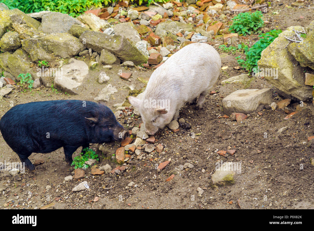 Pigs teeth hi-res stock photography and images - Alamy