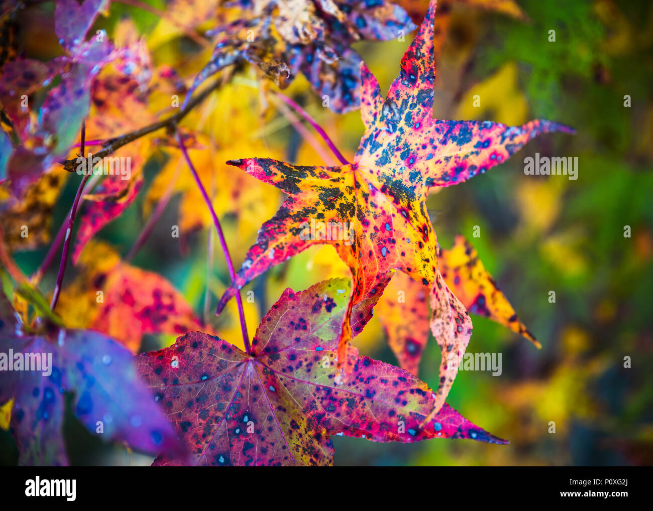 Fall foliage backdrop hi-res stock photography and images - Alamy