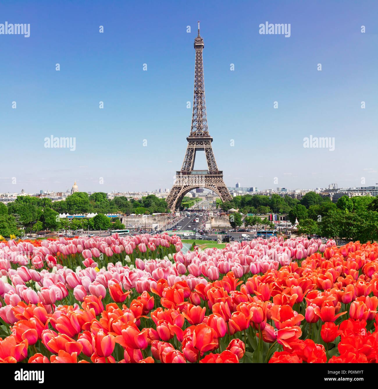 Eiffel Tower Flowers Photography