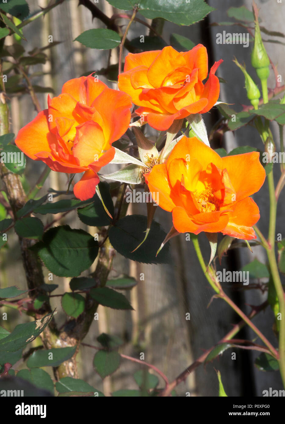 Beautiful Open Cupped Orange Roses Growing in a Border in a Garden in ...