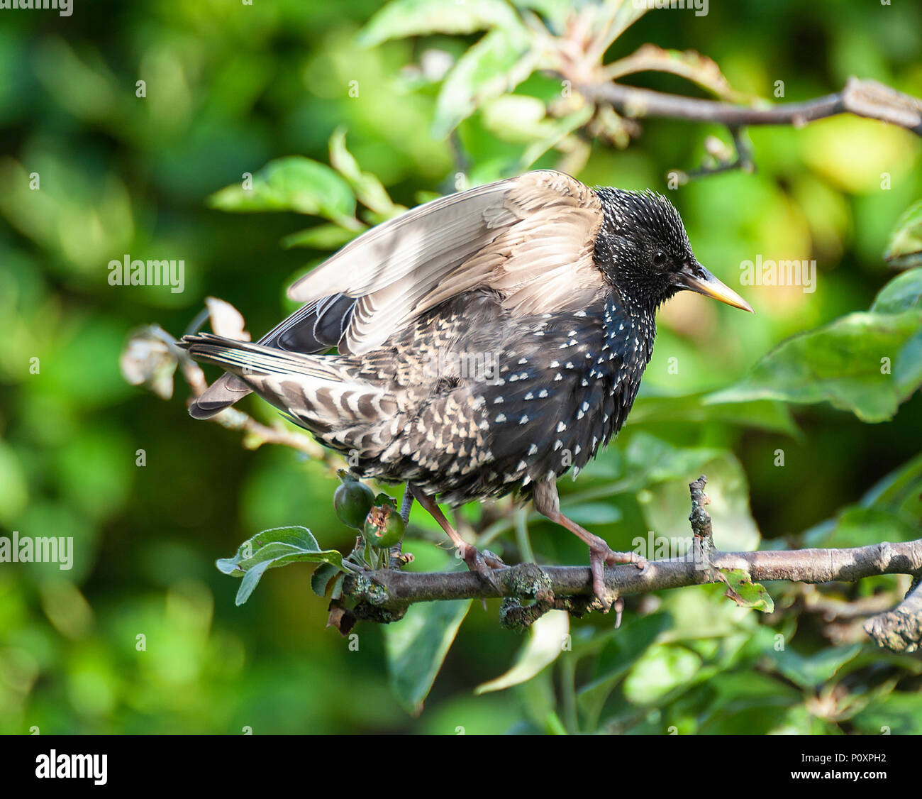 Adult starling bird hi-res stock photography and images - Alamy