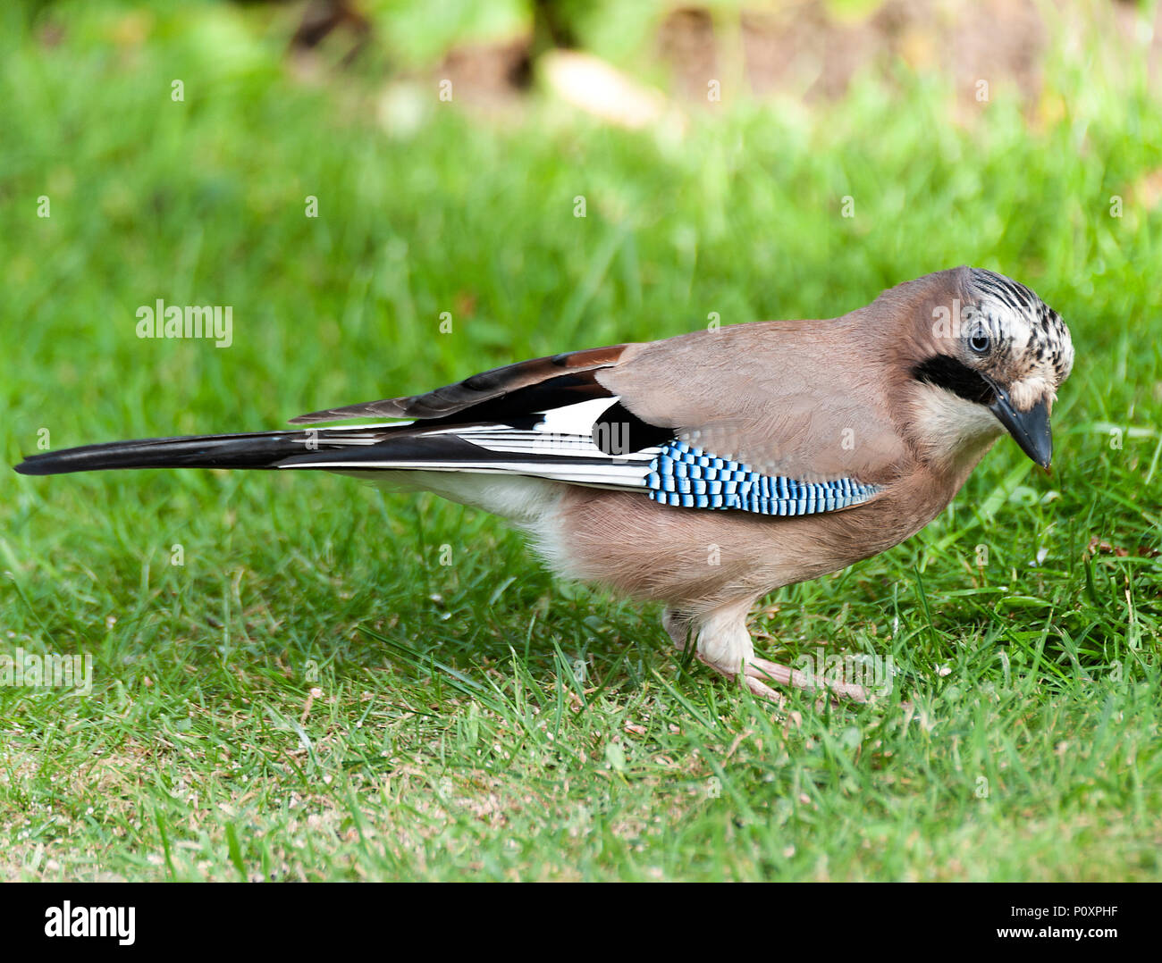 A Jay Searching for Food on a Lawn in a Garden in Alsager Cheshire ...