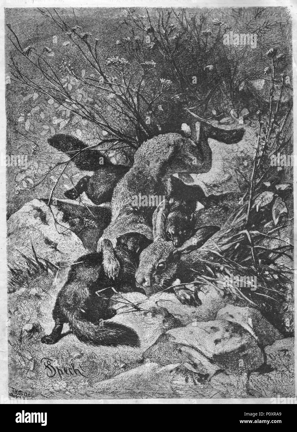 Martens attacking hare. Vintage engraved illustration. Published in ...