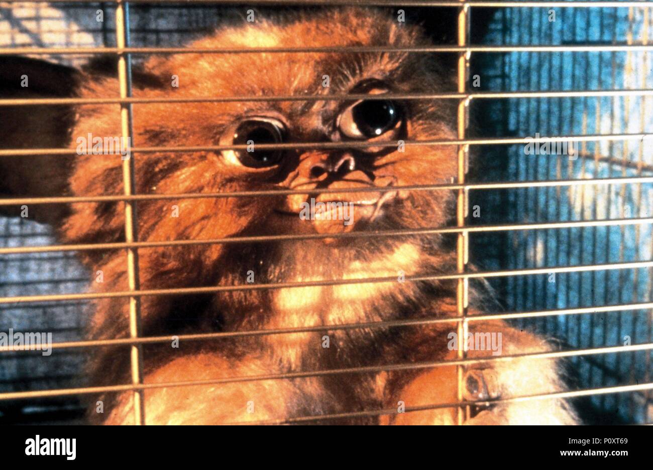 Original Film Title: GREMLINS. English Title: GREMLINS. Film Director ...