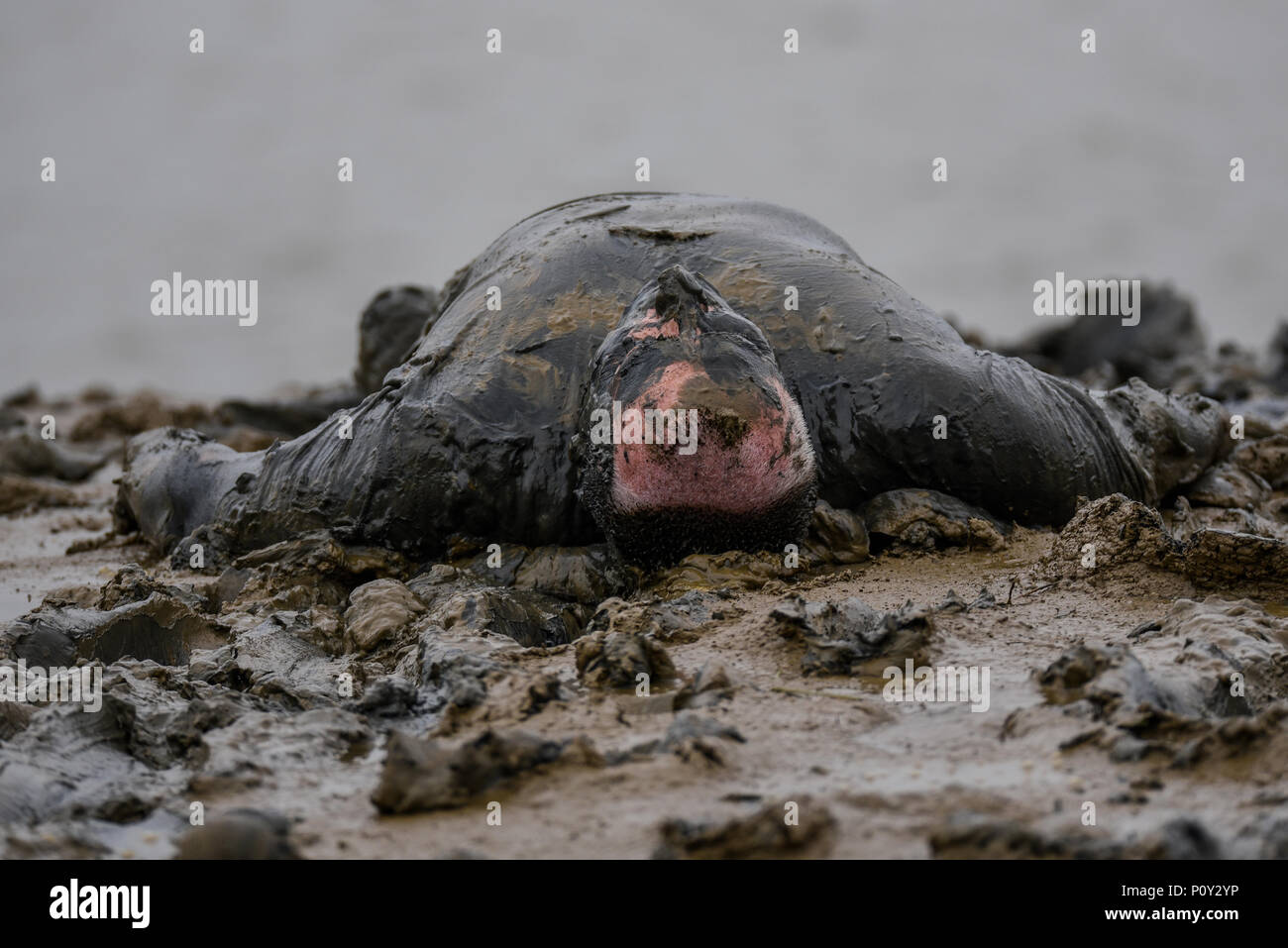 Maldon Mud Race competitor in the slimy mud of the River Chelmer, Essex ...
