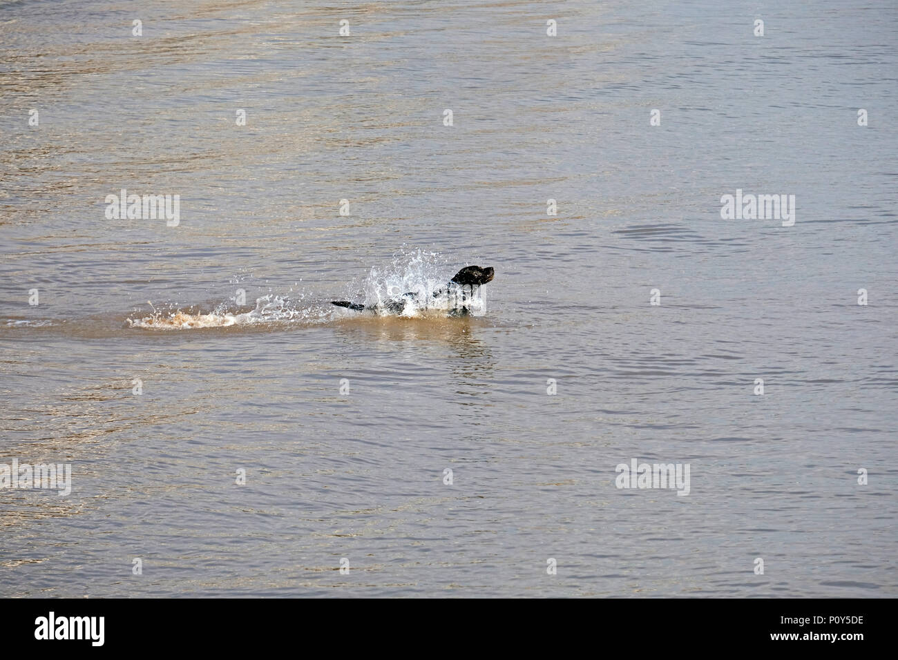 Labrador and mare hi-res stock photography and images - Alamy