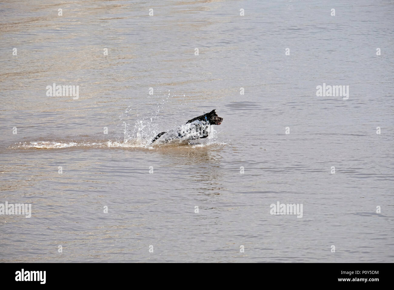 Labrador and mare hi-res stock photography and images - Alamy