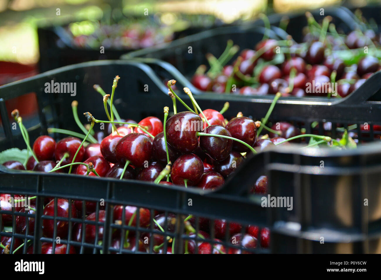 Cherry production hi-res stock photography and images - Alamy