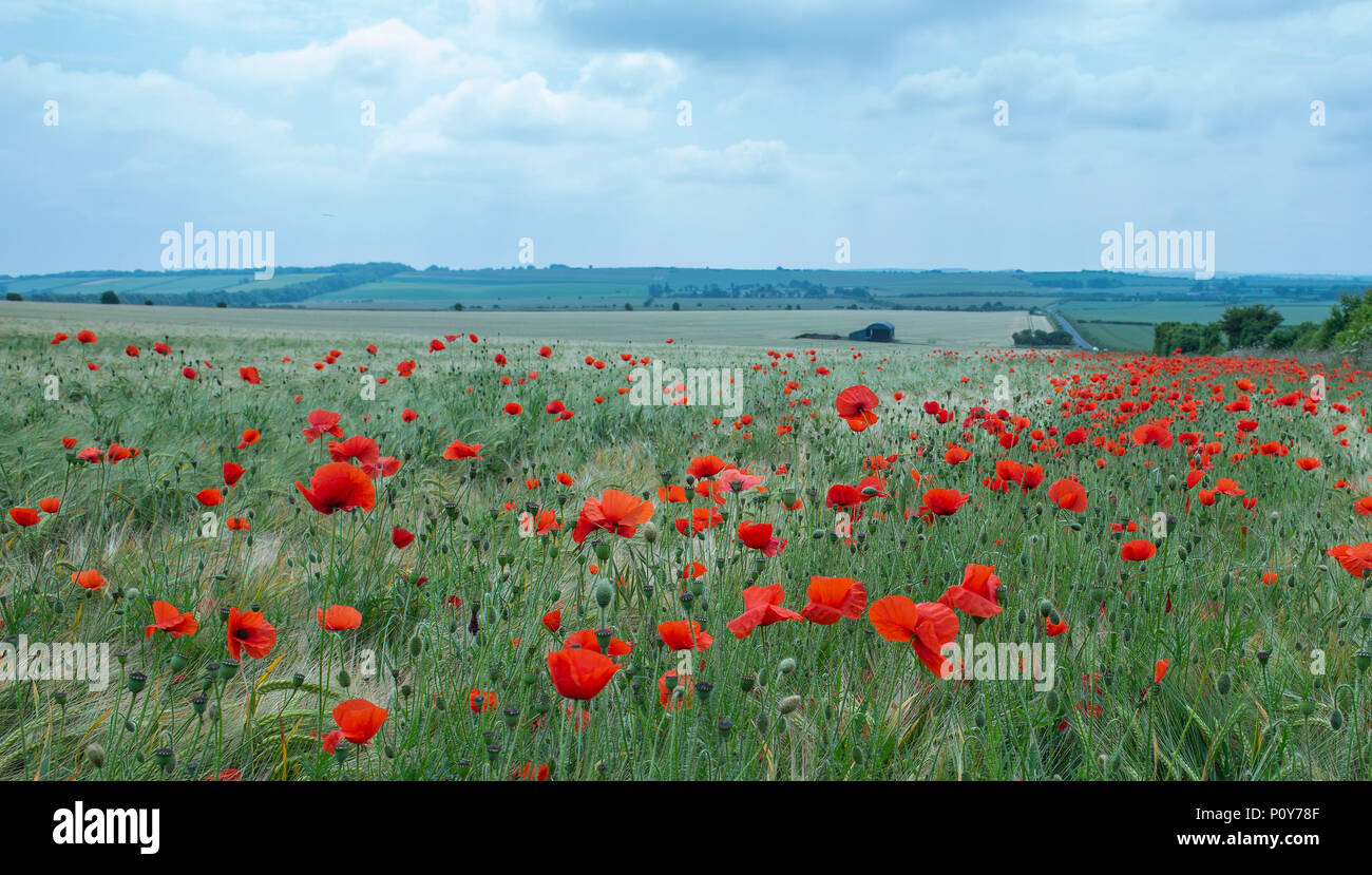 Red poppy field poppies barn hi-res stock photography and images - Alamy