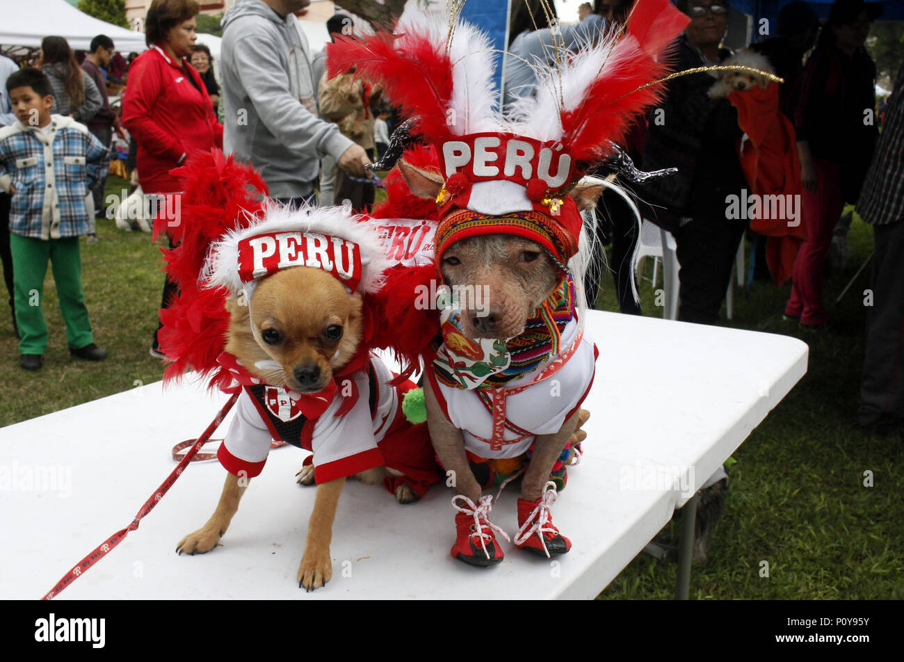 Dogs in costume hi-res stock photography and images - Alamy