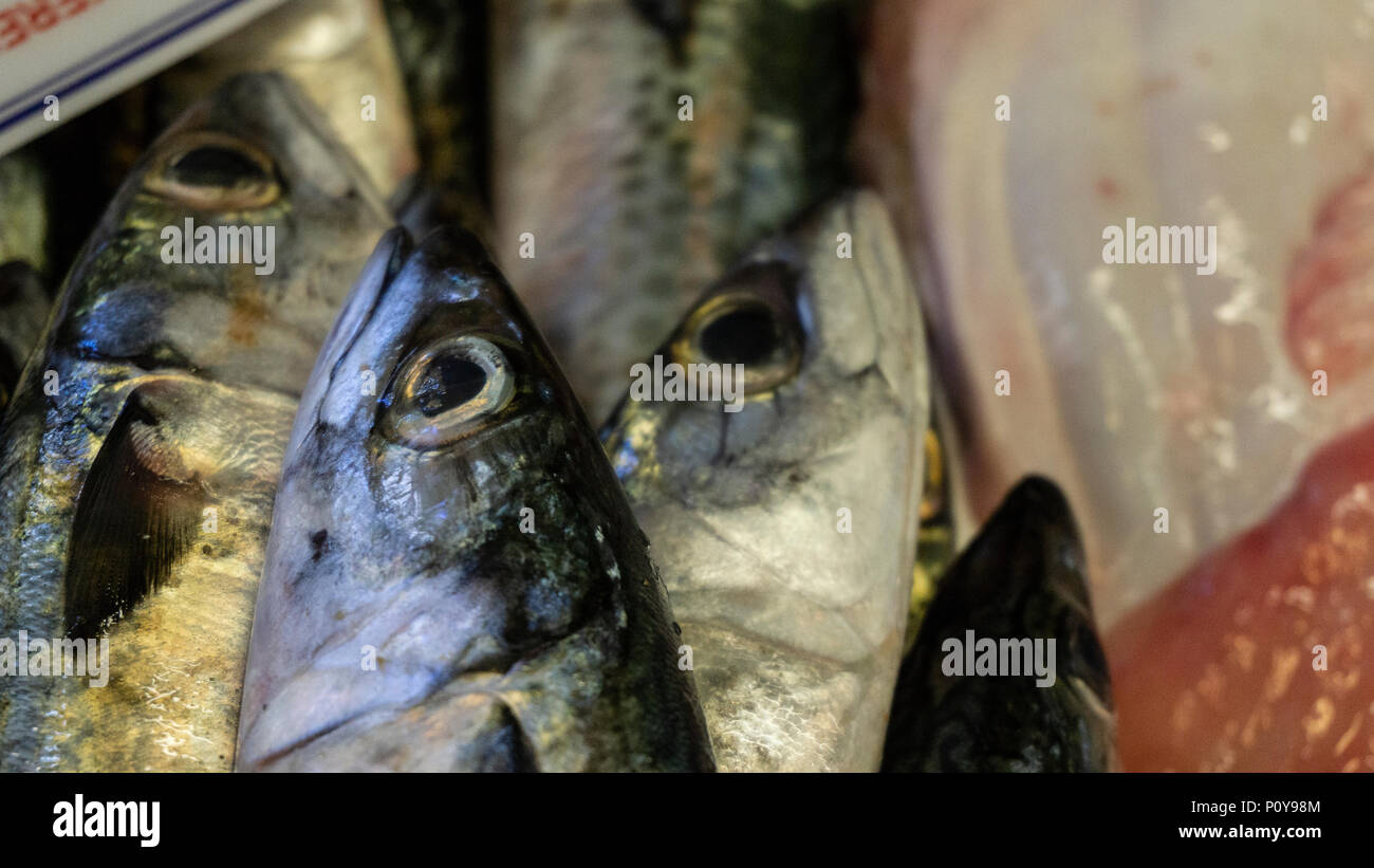 Fresh fish at the fish market, fish on display many types of fish Stock ...