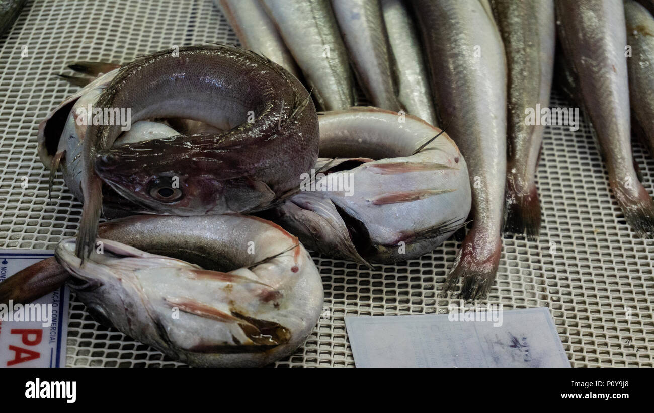 Fresh fish at the fish market, fish on display many types of fish Stock ...