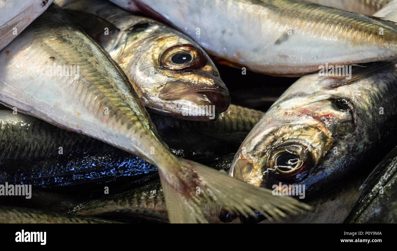 Fresh fish at the fish market, fish on display many types of fish Stock ...