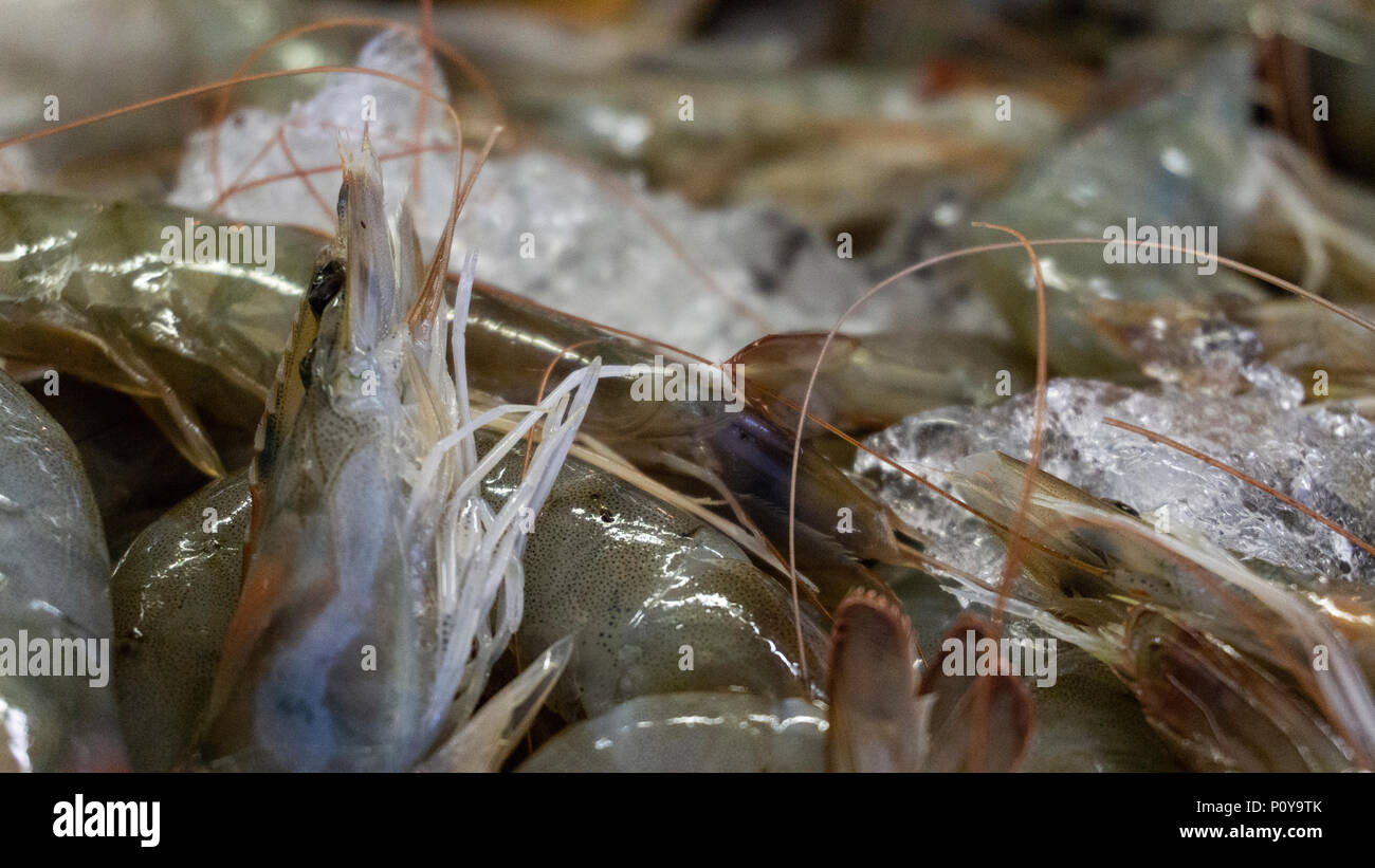 Fresh fish at the fish market, fish on display many types of fish Stock ...