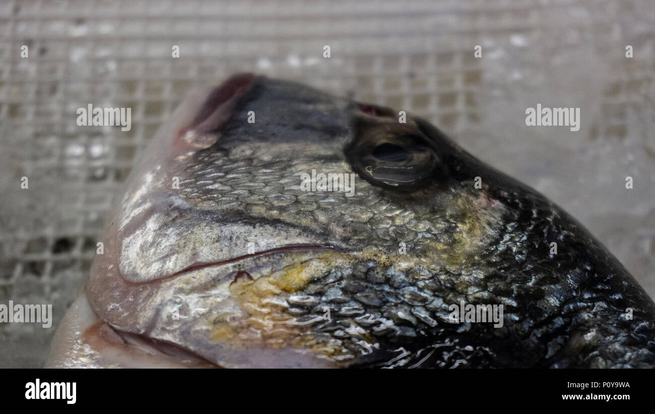 Fresh fish at the fish market, fish on display many types of fish Stock ...