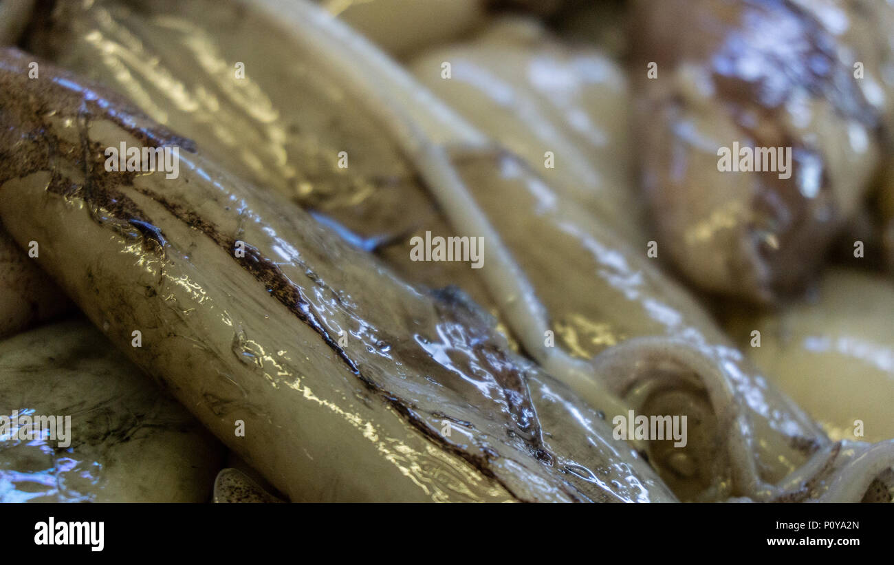 Fresh fish at the fish market, fish on display many types of fish Stock ...