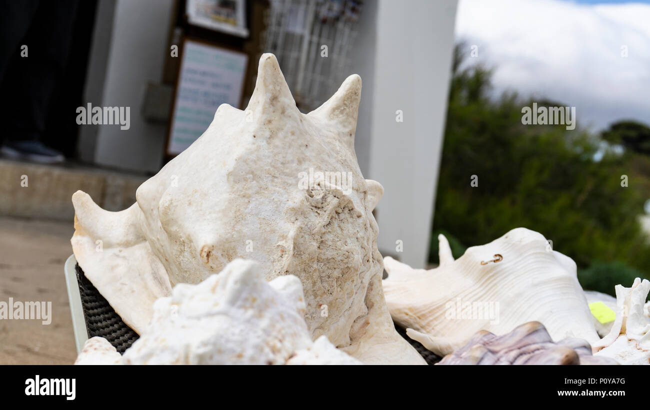 Curly shell hi-res stock photography and images - Alamy