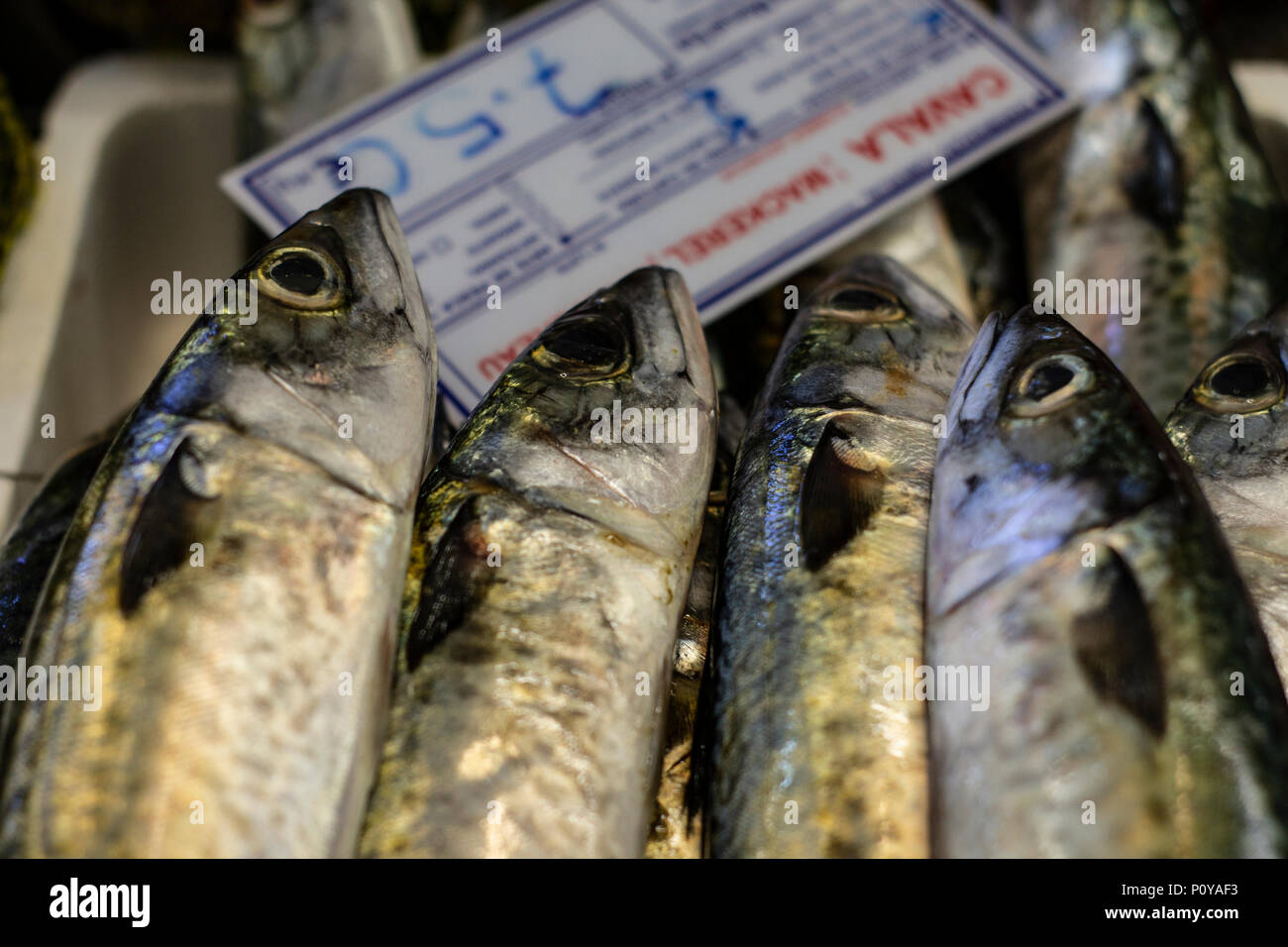 Fresh fish at the fish market, fish on display many types of fish Stock ...