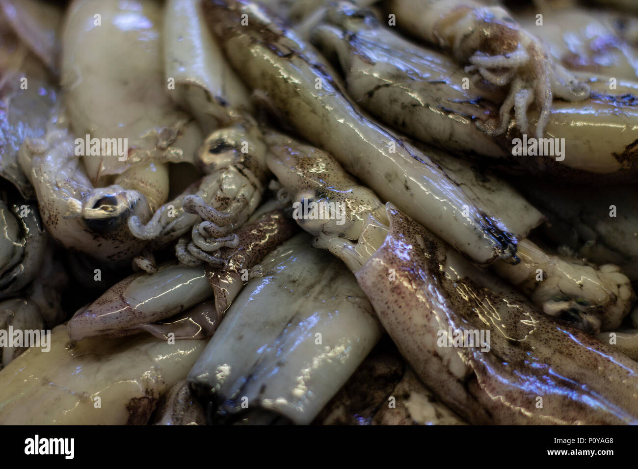 Fresh fish at the fish market, fish on display many types of fish Stock ...