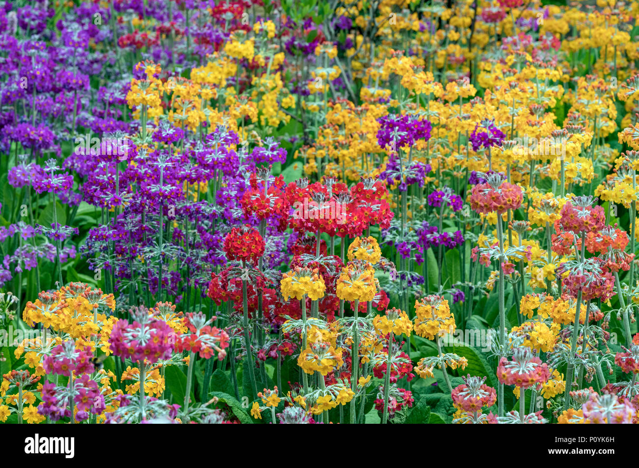 A lovely cluster of flowers in mixed colours Stock Photo - Alamy