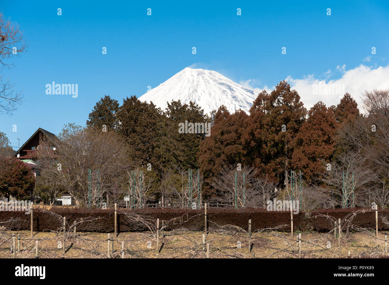 Beautiful view of Mount Fuji behind trees in winter with blue sky and ...