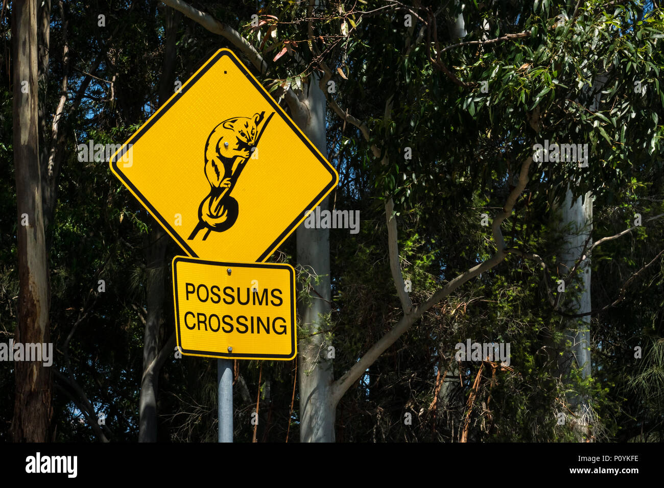 Australia possum urban hi-res stock photography and images - Alamy