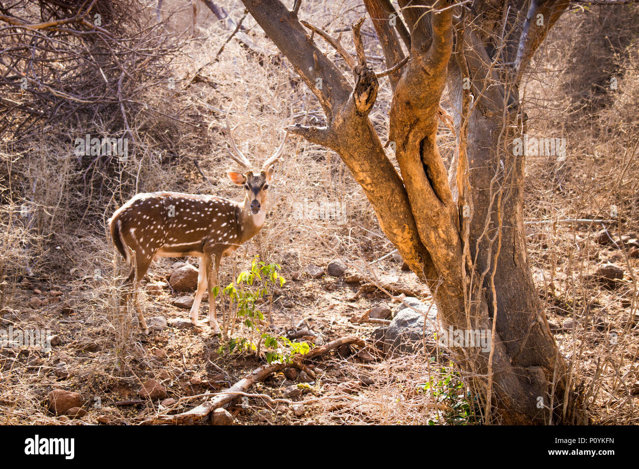 Verry hi-res stock photography and images - Alamy