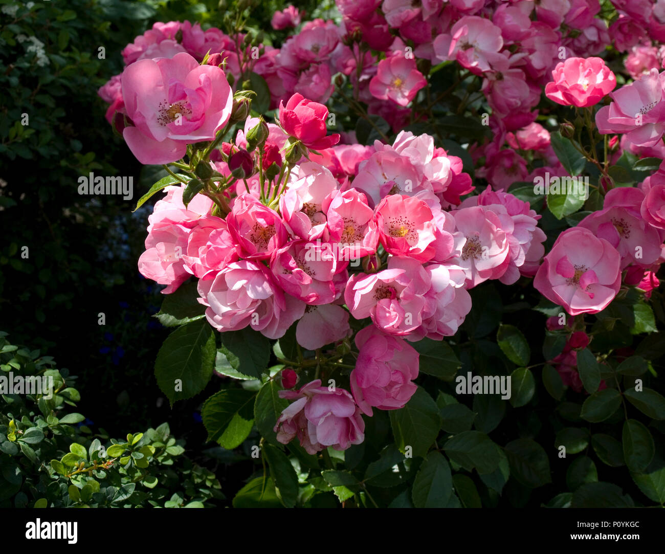 Angela rose hi-res stock photography and images - Alamy