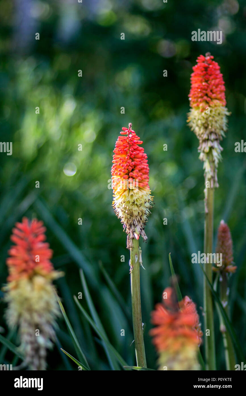 Red kniphofia hi-res stock photography and images - Alamy
