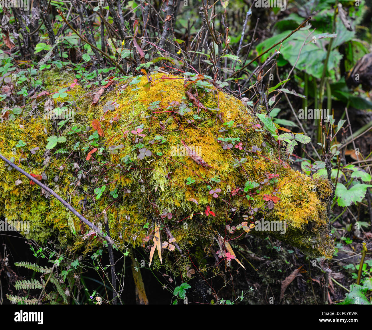 Trees with moss at deep forest in Khopra, Nepal Stock Photo - Alamy