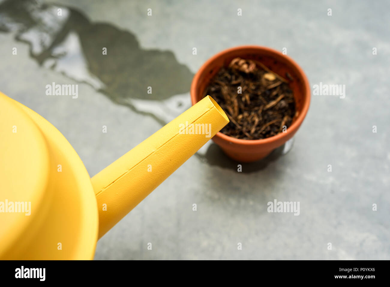 yellow watering can with dry ton pot giving water Stock Photo - Alamy