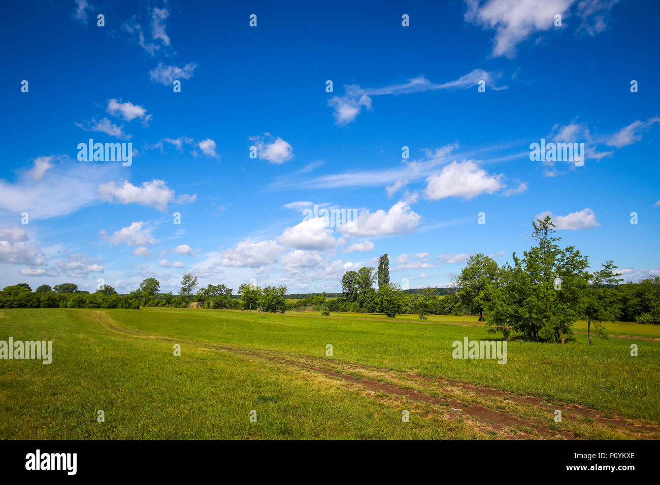 A pathway through the green meadow next to river Bosut near Vinkovci ...