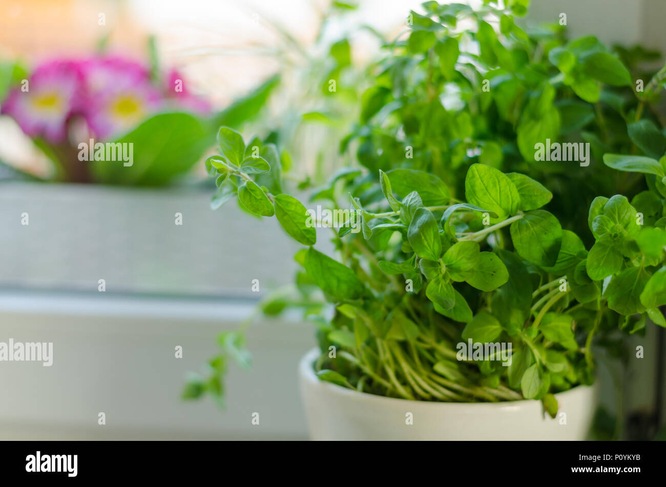 herbs in pot home, spring herbs fresh Stock Photo - Alamy