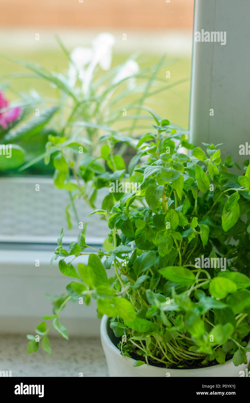 herbs in pot home, spring herbs fresh Stock Photo - Alamy