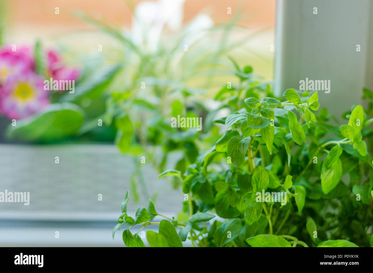 Pots plants herbs windowsill hi-res stock photography and images - Alamy