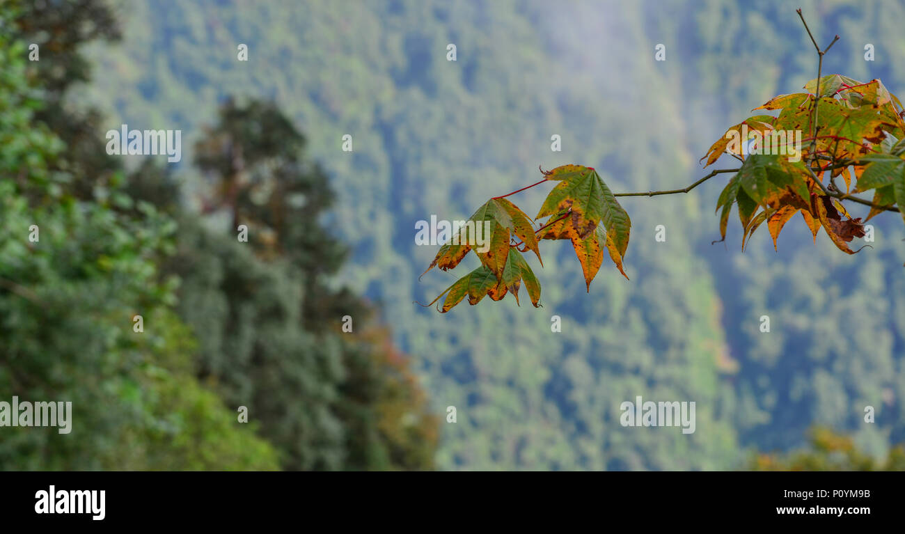 Maple leaves at autumn in forest with mountain background Stock Photo ...