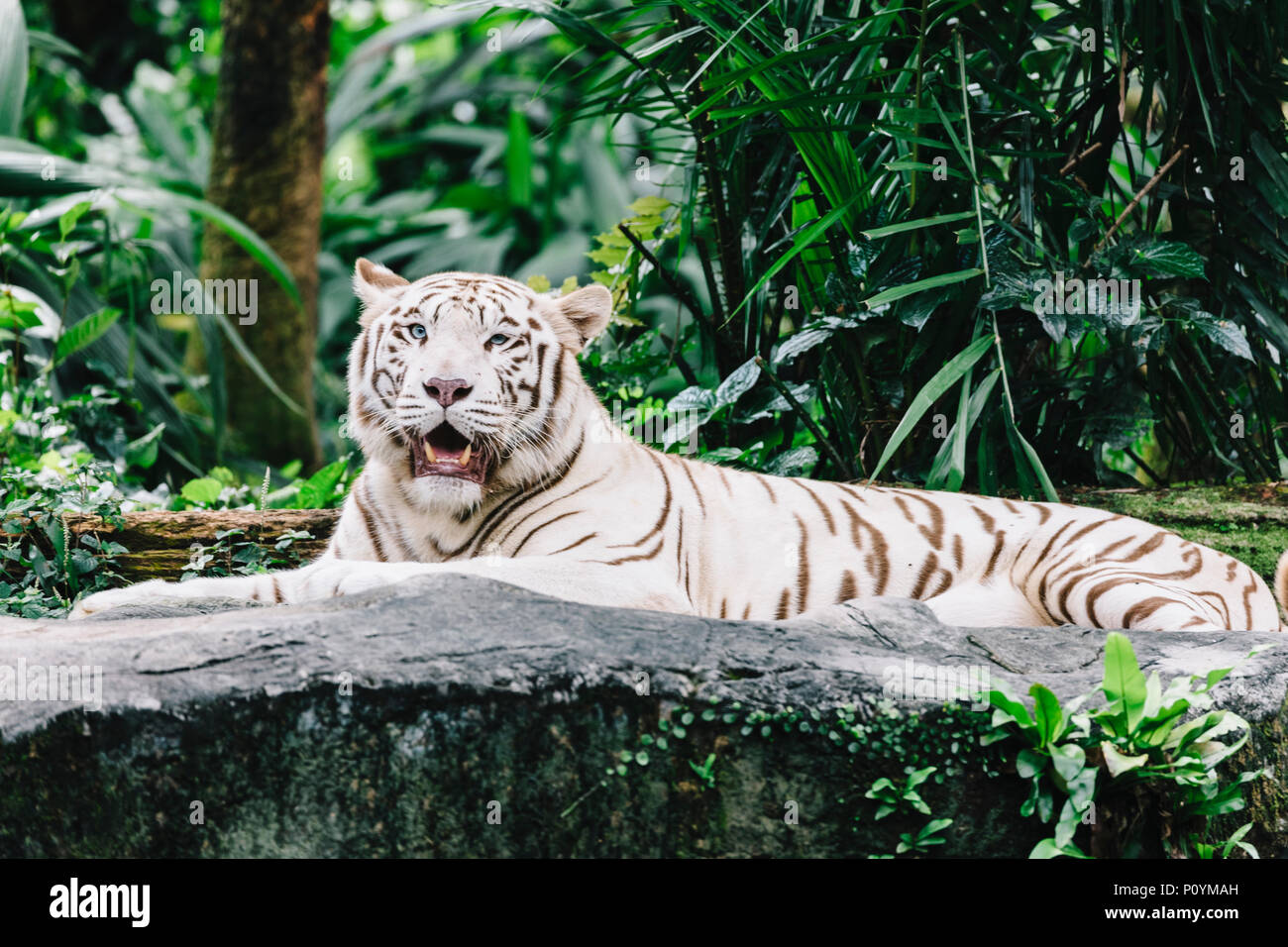 White Bengal tiger at Singapore Zoo in Singapore Stock Photo - Alamy