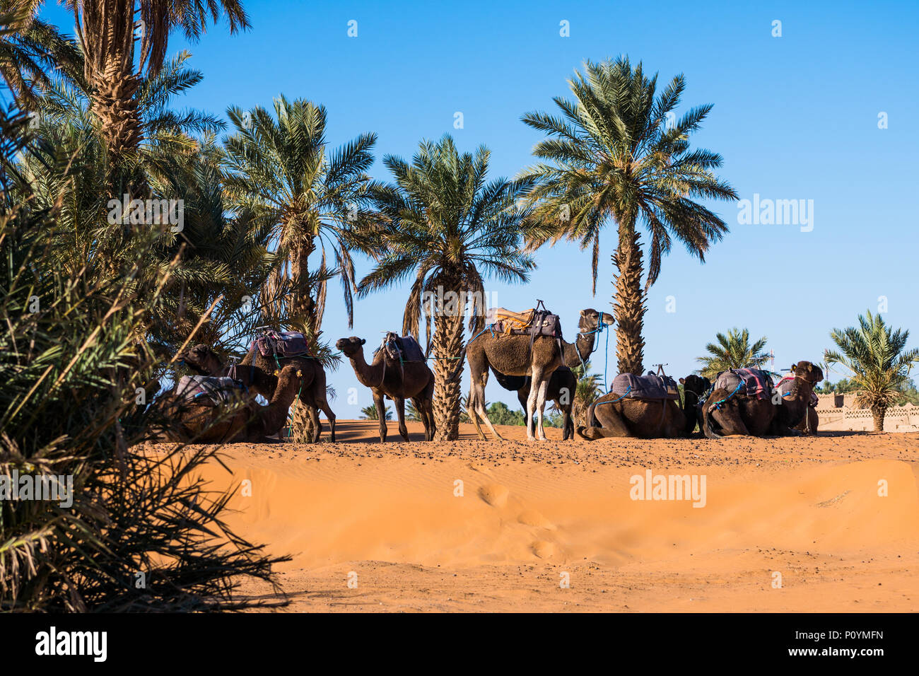 Camels desert oasis hi-res stock photography and images - Alamy