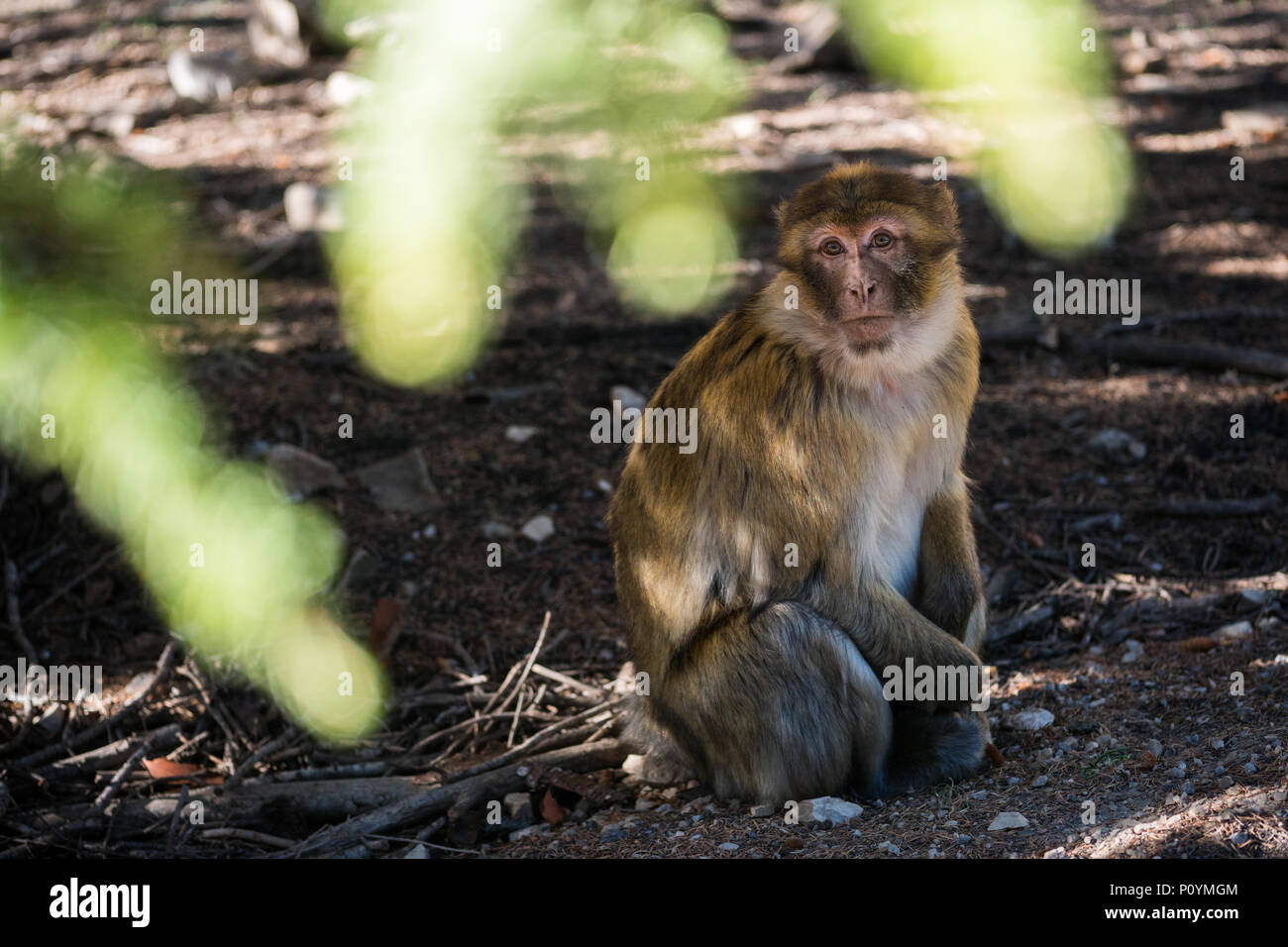 Barbary macaque monkey hi-res stock photography and images - Alamy