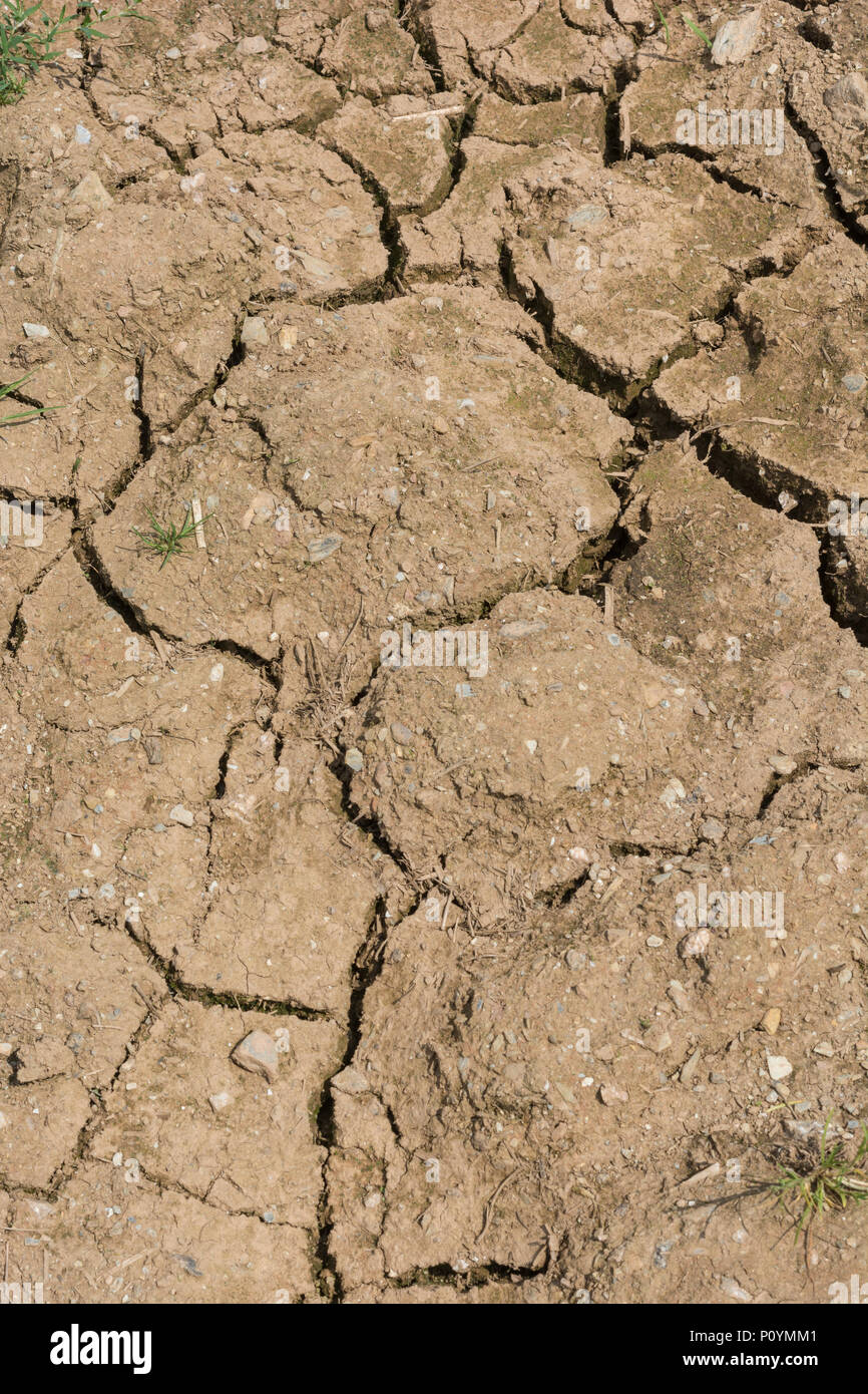 Patch dry / parched soil with deep cracks. For split, failing crops ...