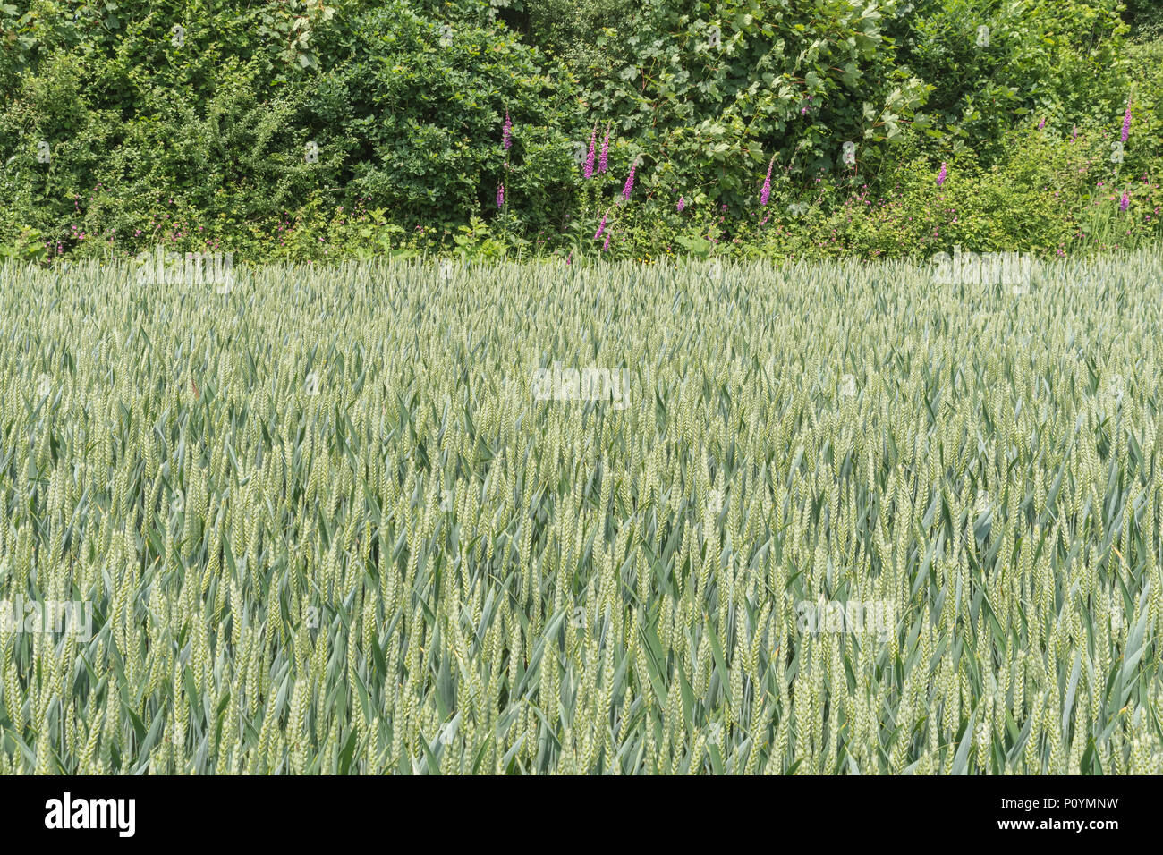 Wheat / Triticum crop growing in front of natural hedgerow with wild ...
